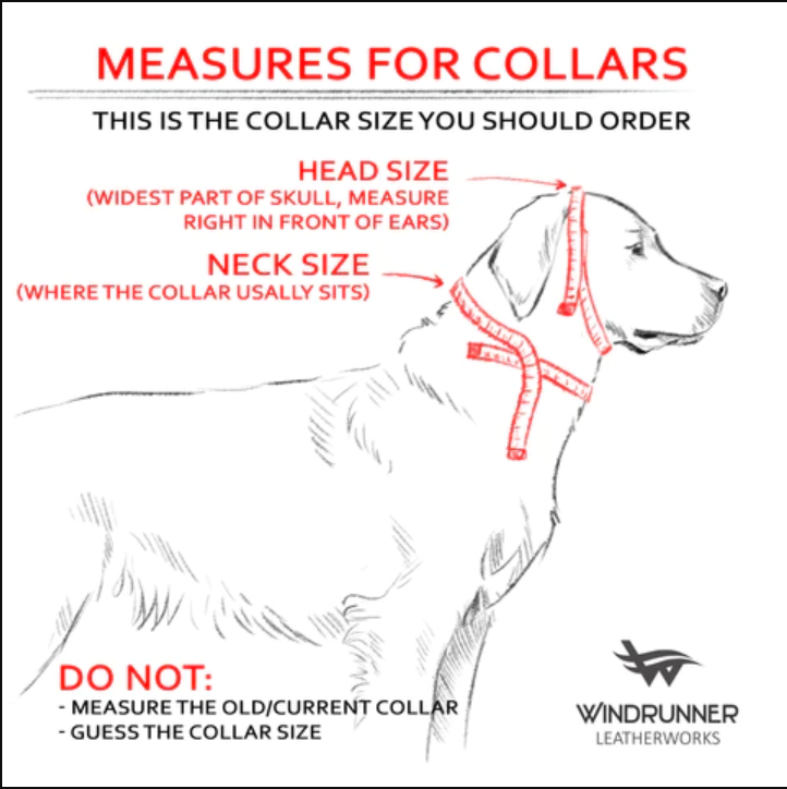 How to Correctly Measure Your Dog for a Collar – Windrunner Leather